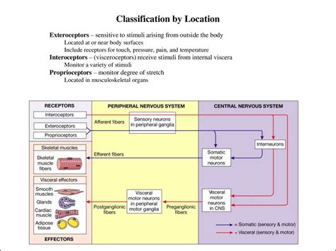Sensory Systems Online Presentation