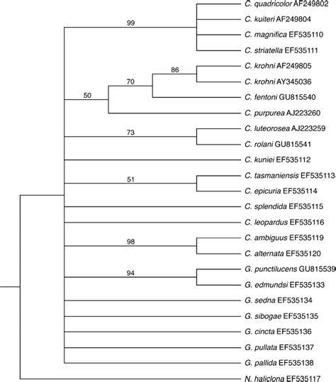 maximum likelihood bootstrap consensus tree of species of chromodoris
