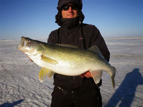 Outright Angling My Lake Winnipeg Greenback Get Away