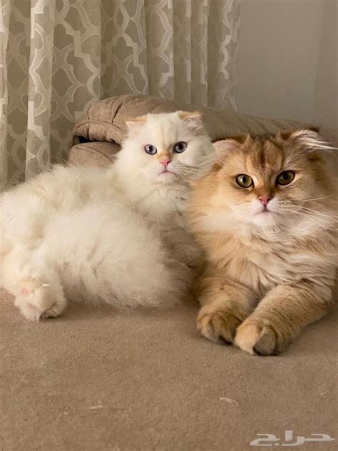 قطين هجين سكوتش فولد للتبني موقع حراج