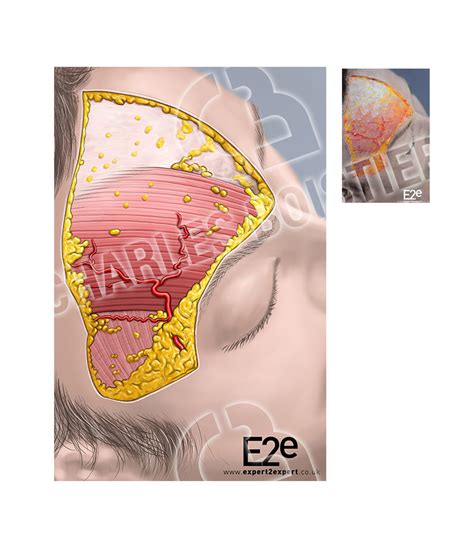 Anatomical Dissection Face Behance