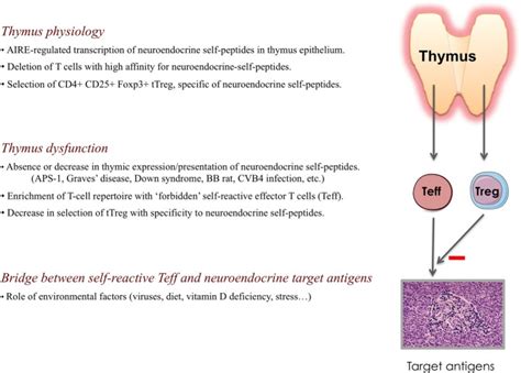 Physiology Of The Thymus And The Primary Role Of A Thymus Dysfunction