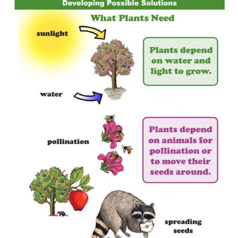 Plant Pollination And Seed Spreading Interdependent Relationships In