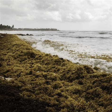 Cancun And Playa Del Carmen Facing Sargassum Seaweed Invasion Of Over 3