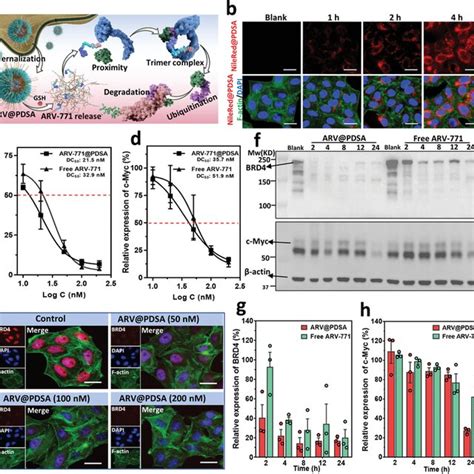 Targeted Degradation Of Brd4 And Downregulation Of C‐myc By Arv Pdsa Download Scientific
