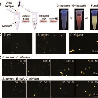 A The Procedures And Results By Naked Eye Identification Of Built Uti