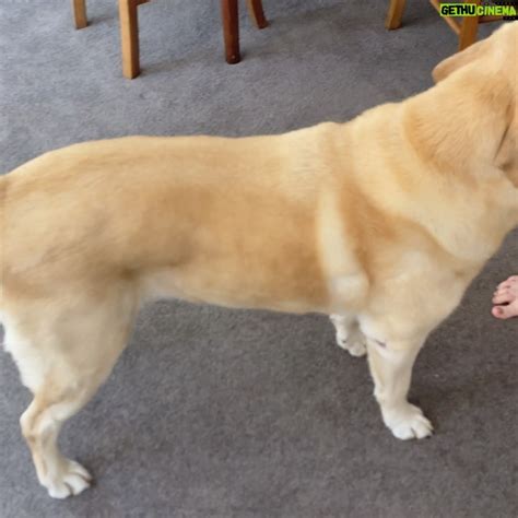 James Pratt Gethu Cinema