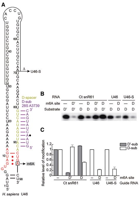 M 6 A In Box D D Inhibits Activity Of Ct C D Rnp A Secondary Download Scientific Diagram