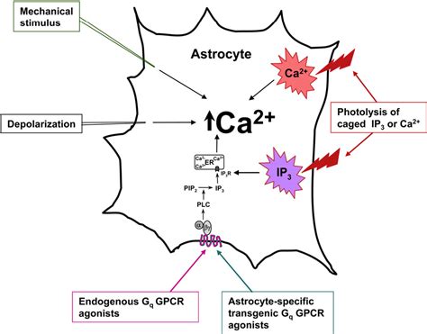Figure 3 From What Is The Role Of Astrocyte Calcium In Neurophysiology Semantic Scholar