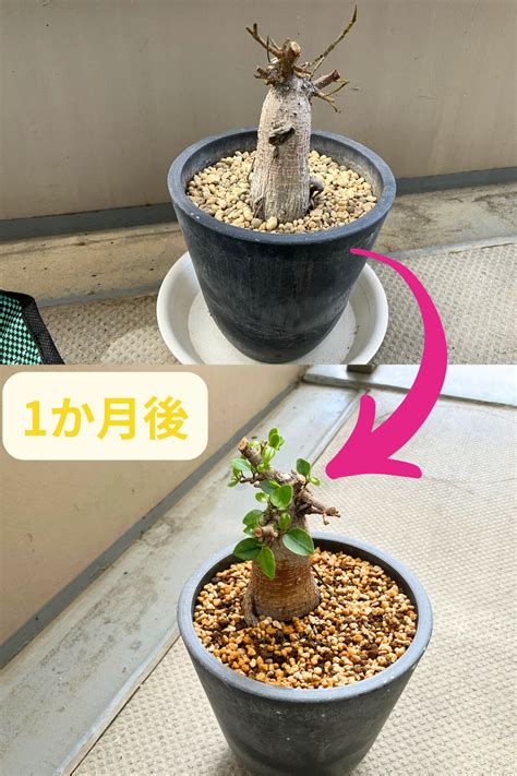 ガジュマルが枯れる原因は？原因別の対処法と枯れそうな時の復活方法 ガジュマル 植物栽培 観葉植物