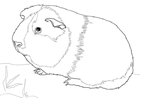 Coloriage Dessin de Cochon d Inde télécharger et imprimer gratuit sur