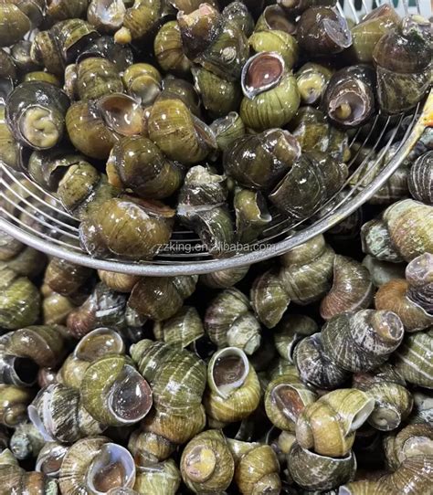 Automatic Snail Tail Cutting Machine Efficient And Precise