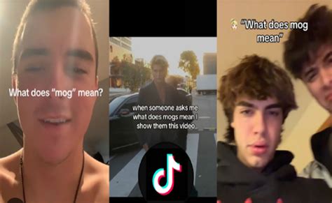 Mog Meaning On Tiktok Explained Brunchvirals