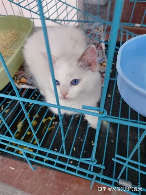 哪里有免费领养猫吗？武汉主城免费领养！ 知乎
