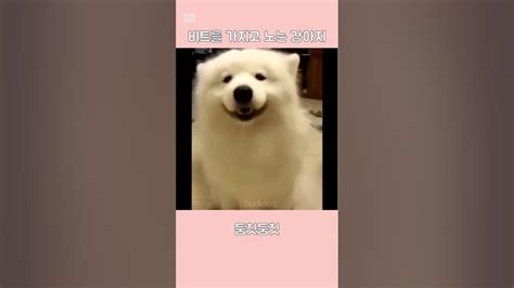 비트를 가지고 노는 강아지 Youtube
