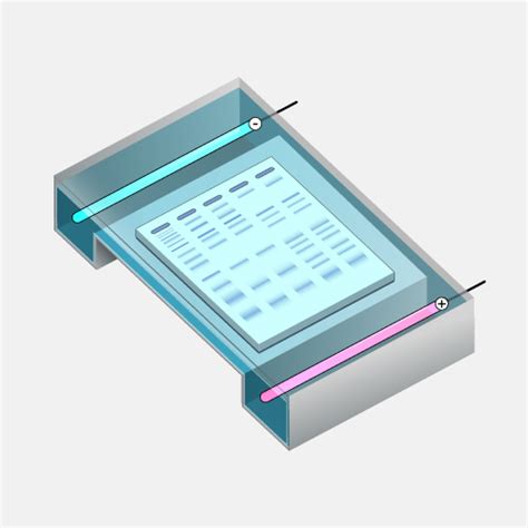 Southern Blot