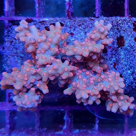 Cyphastrea Decadia Cyphastrea Lifestock