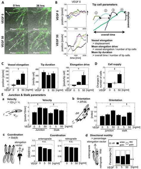 Quantification Of Ec Behaviors Driving Vegf Induced Angiogenic