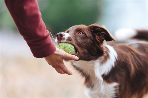 Things You Do That Your Dog Actually Hates Readers Digest