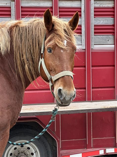 Suzanne Carrick Suzanne Carrick Added A New Photo