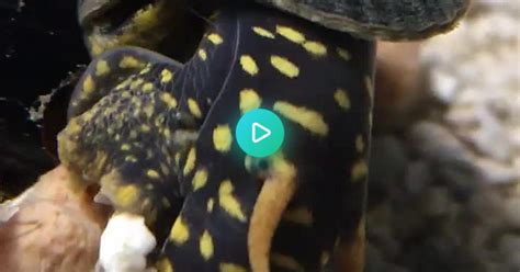 Yellow Spotted Rabbit Snail Tylomelania Album On Imgur