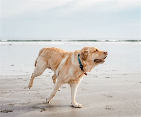 Lo Que Necesitas Saber De Los Labradores Perrhijos