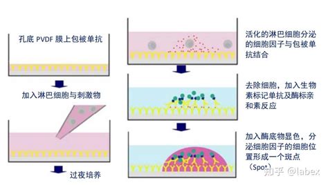 Elispot（酶联免疫斑点技术）的整体解决方案 知乎