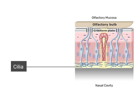 Nose Cilia Diagram