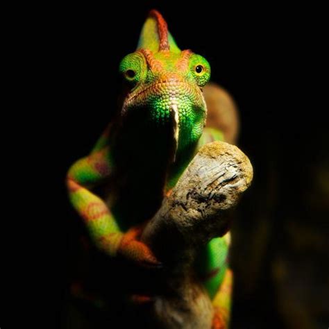 Chloe R Reptiles