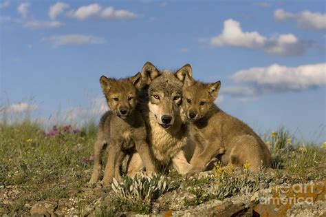 Gray Wolf And Cubs 3 Photograph By Jean Louis Klein And Marie Luce