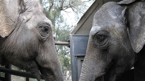 Cómo Es El Operativo De Traslado De Las Elefantas Pocha Y Guillermina Prontas A Llegar Al