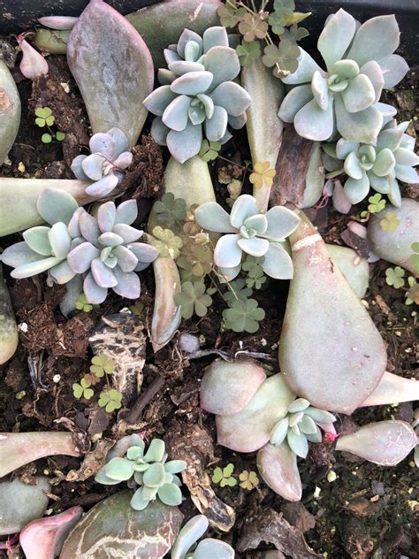 Propagating Succulents Rg Magazines