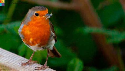 Tipos De Picos De Aves Mascotas Online