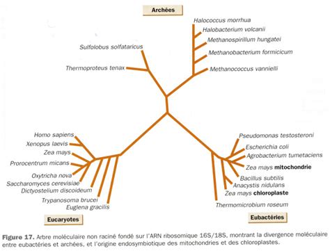 Introduction Larbre Cladistique Du Vivant Module Test