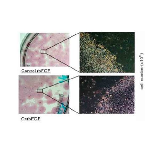 Recombinant Human Basic Fibroblast Growth Factor Osrhbfgf Atlantis