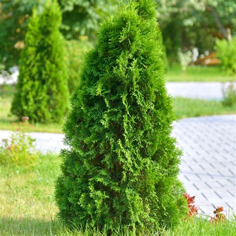Leyland Cypress Tree 15 Leyland Cypress Cuttings For Privacy Screen
