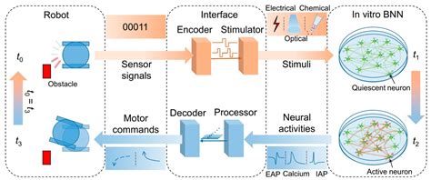 Artificial Neural Network And Biological Neural Network