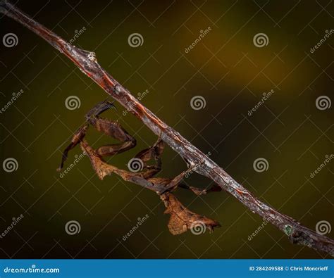 Leaf Mantis Choeradodis Rhombicollis Insect From Costa Rica Evening Backlight With Big Green