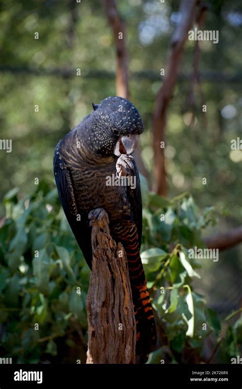 Red Tailed Black Cockatoos Calyptorhynchus Banksii Are Big Enough To