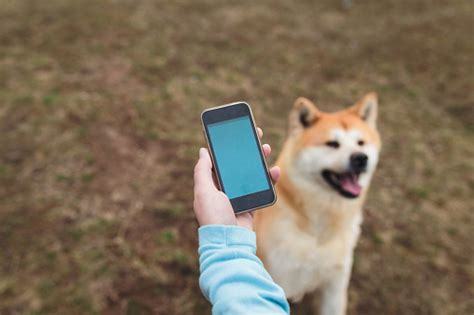 자연의 전화를 사용 하 여 강아지와 사람의 클로즈업 자연에 대한 스톡 사진 및 기타 이미지 자연 전화 가축 Istock
