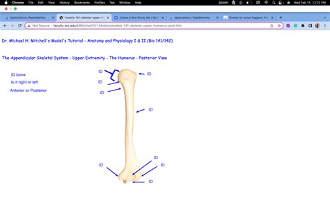 Humerus Posterior View Diagram Quizlet
