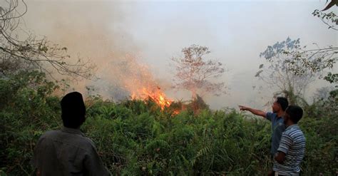 126 Hektare Lahan Terbakar Di Aceh Sepanjang Oktober 2021