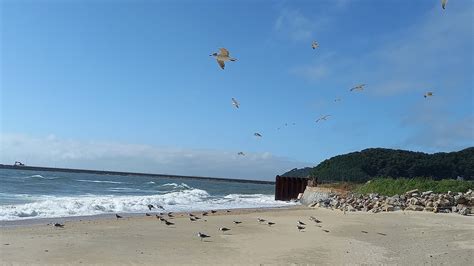 Bathing Beach Seagull Kkotji Free Photo On Pixabay Pixabay