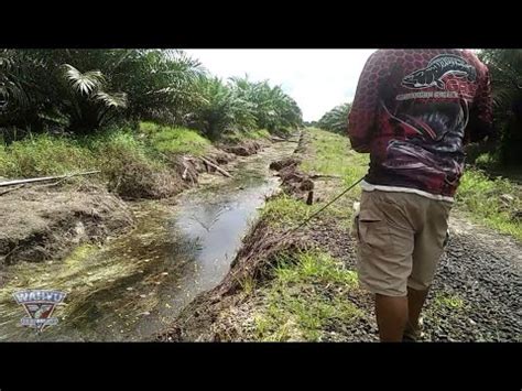 Sambaran Bertubi Tubi Ikan Gabus Ada Yang Babon CASTING IKAN GABUS