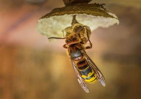 What Do Hornets Eat Diet And Facts