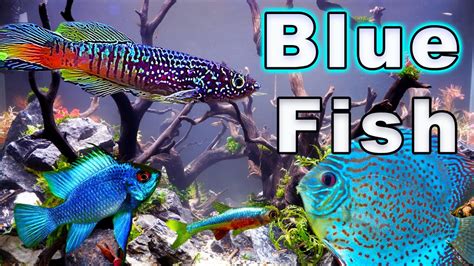 Purple Freshwater Fish