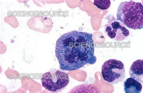 Anaphase | Stock Image - Science Source Images