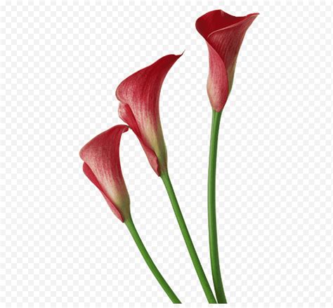 흰 백합 꽃 Arumlily 핑크 칼라 백합 Bog Arum Arum 백합 컷 꽃 Arums 수생 식물 Png