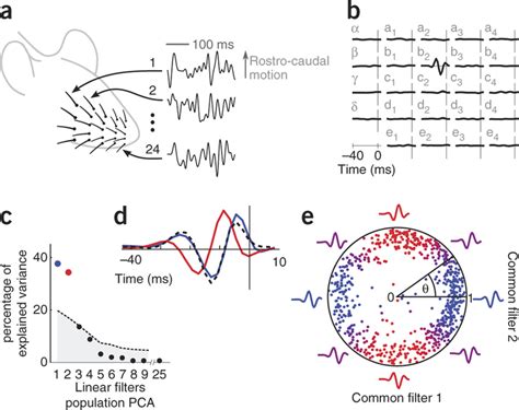 Barrel Cortex Neurons Encode Whisker Deflections In A Common