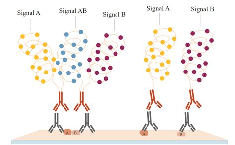 De Mystifying Proximity Ligation Assays 2bscientific